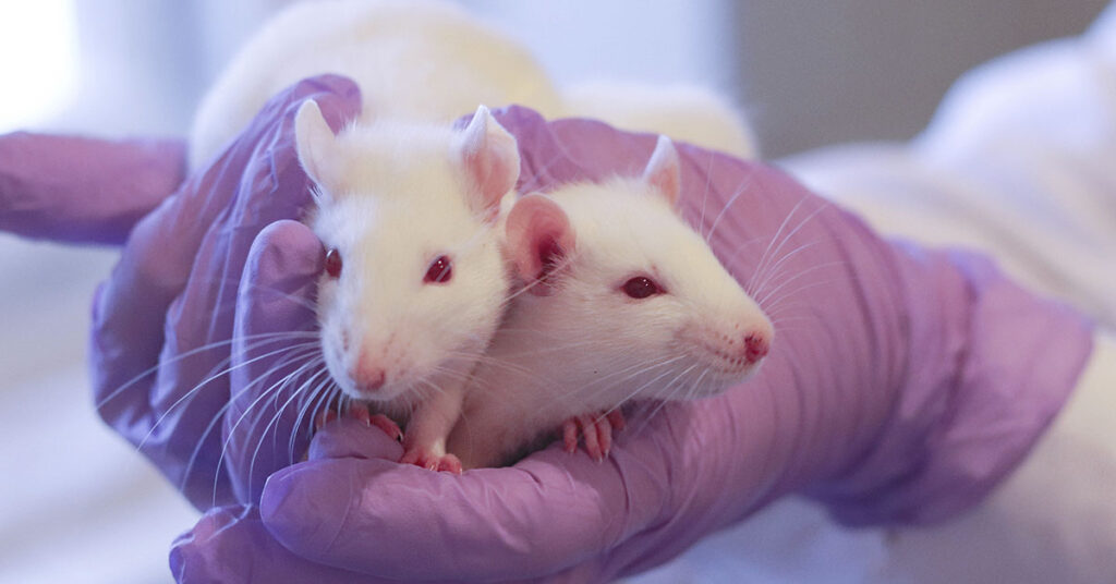 Scientists Successfully Used Sound Waves To Kill Cancer In Rats