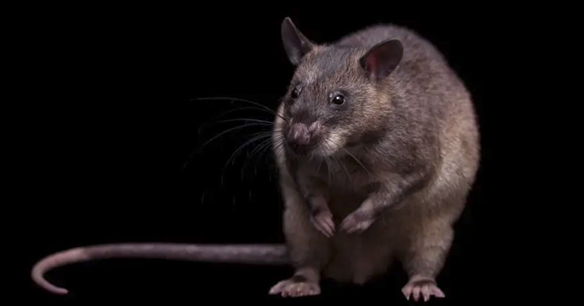 Scientists Successfully Used Sound Waves To Kill Cancer In Rats