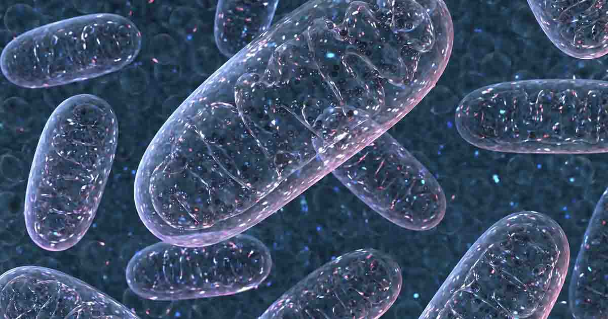 How To Support Your Mitochondria For Optimal Health
