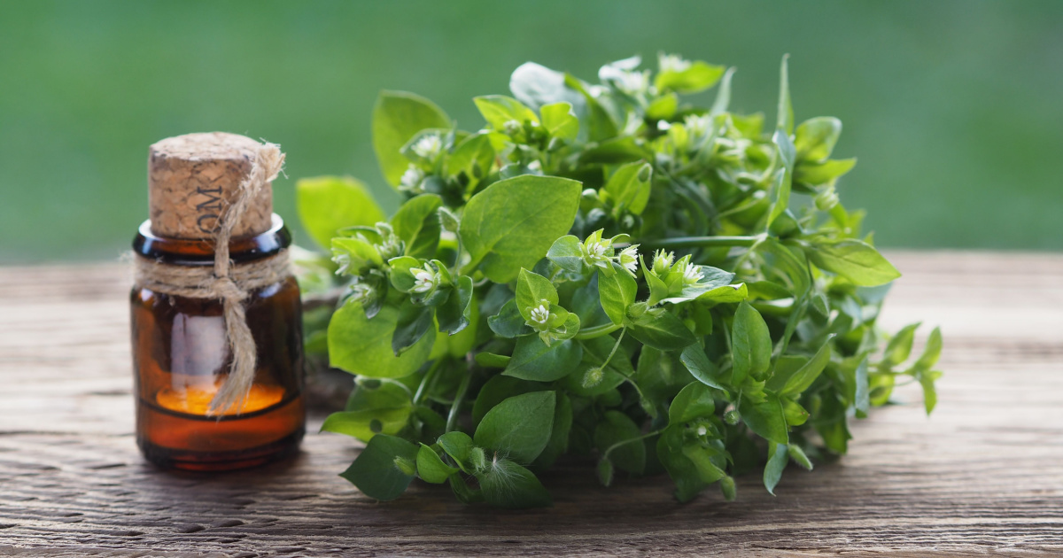 Chickweed: Discover the Benefits of this Wild Medicinal Herb