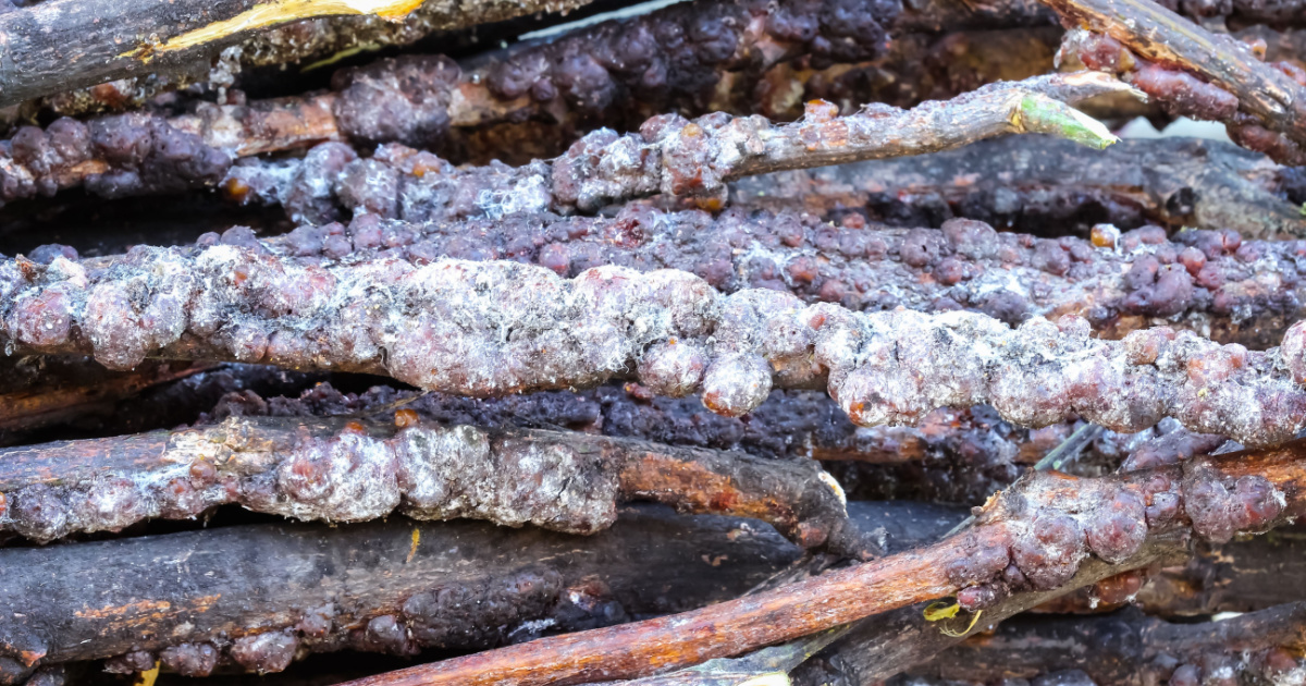 26 Weird Ingredients Found in Food