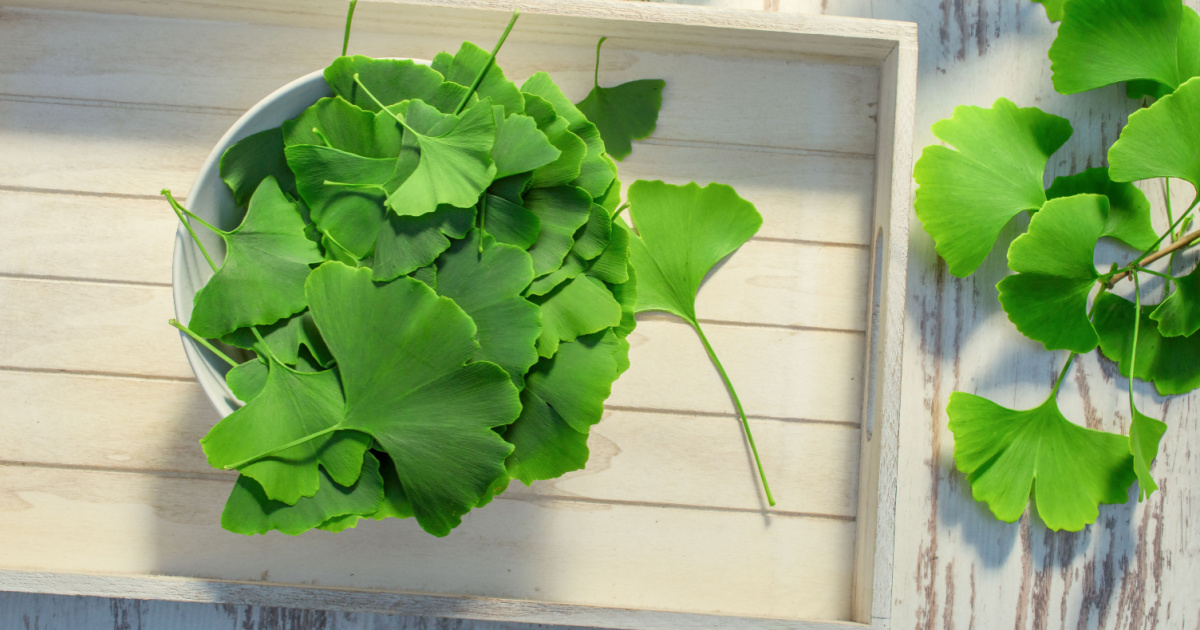 8 Best Herbs for Memory and Brain Health : The Hearty Soul