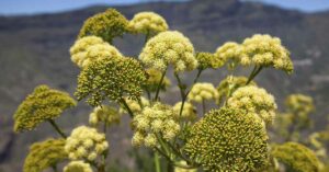Silphium: The Lost Wonder Drug of the Romans : The Hearty Soul