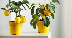 Don’t Throw Away Lemon Seeds- Here’s What You Can Do With Them.