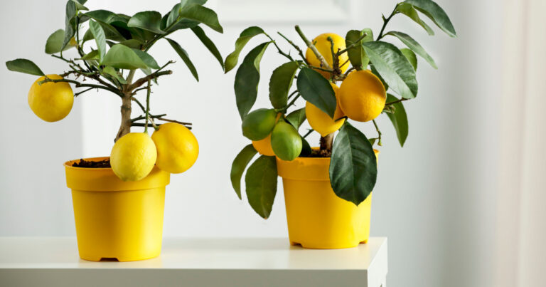 Don’t Throw Away Lemon Seeds- Here’s What You Can Do With Them.