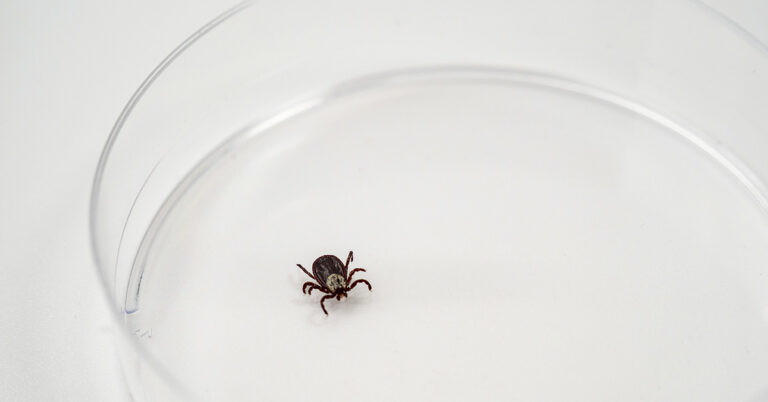 How to Identify Ticks in Your Home and Remove Them