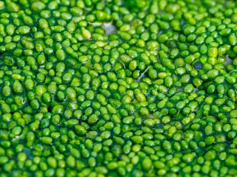 Water Lentils: These Tiny Specks Are The New Superfood