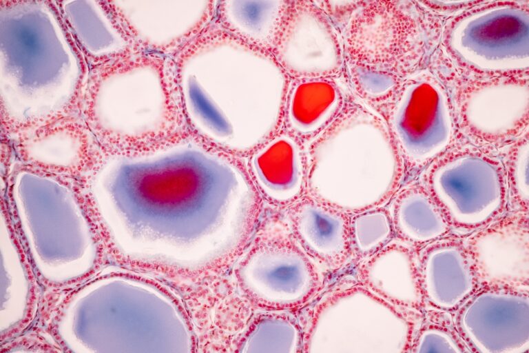 What You Need to Know About the Thymus: A Gland No One Talks About