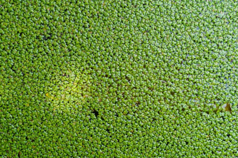 Water Lentils: These Tiny Specks Are The New Superfood : The Hearty Soul