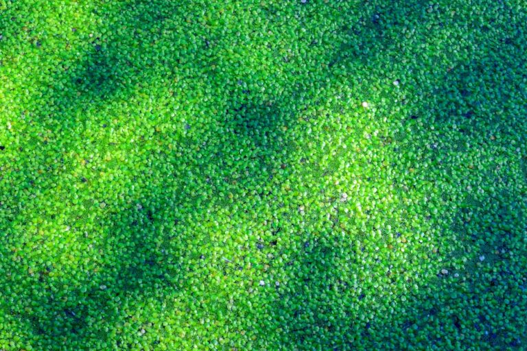 Water Lentils: These Tiny Specks Are The New Superfood : The Hearty Soul