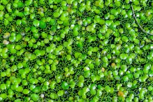 Water Lentils: These Tiny Specks Are The New Superfood : The Hearty Soul