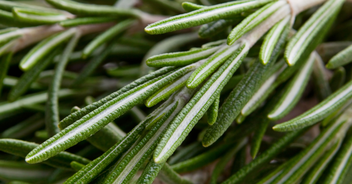 15 Rosemary Uses Outside Of The Kitchen