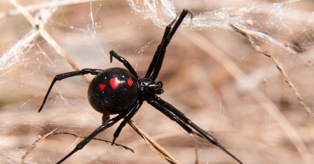 Wildlife Enthusiast Lets Black Widow Bite Him on Purpose to Debunk Myths Surrounding the Arachnid