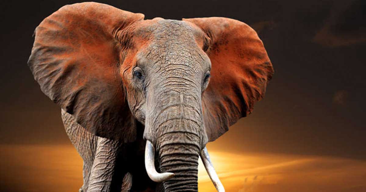 30 Smartest Animals In The World