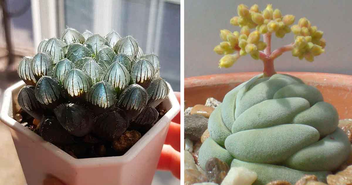 30 Unique Succulents That Look Like They’re From Another Planet