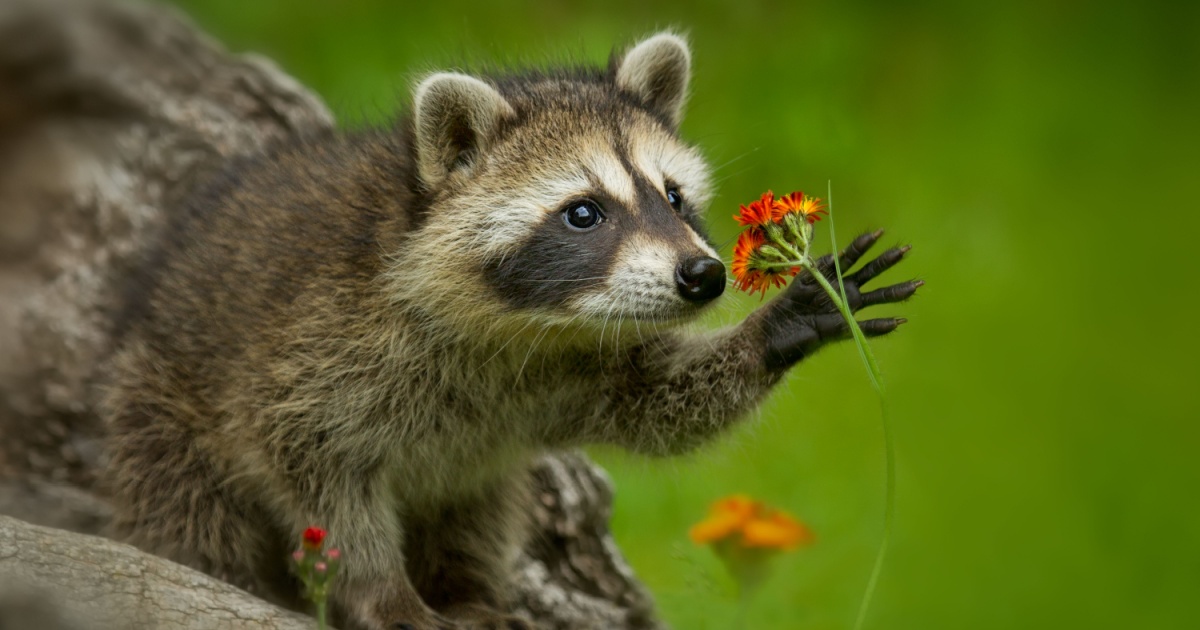 30 Smartest Animals In The World