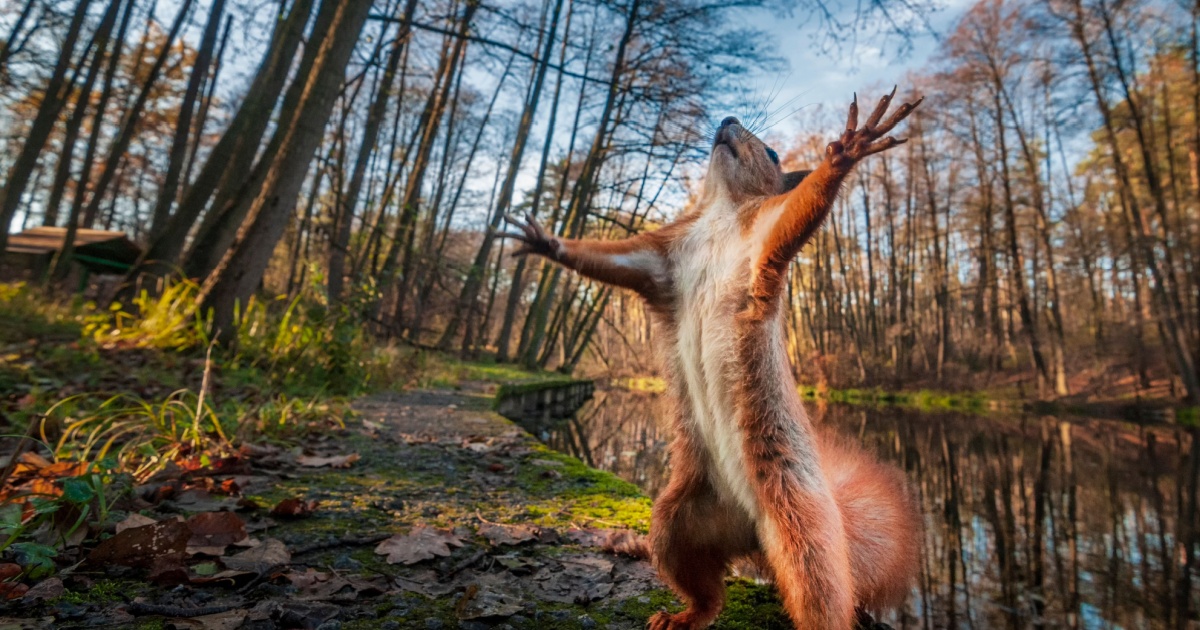 30 Smartest Animals In The World