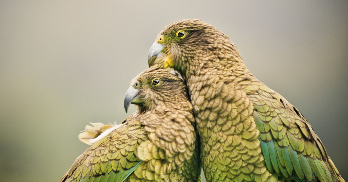 30 Smartest Animals In The World