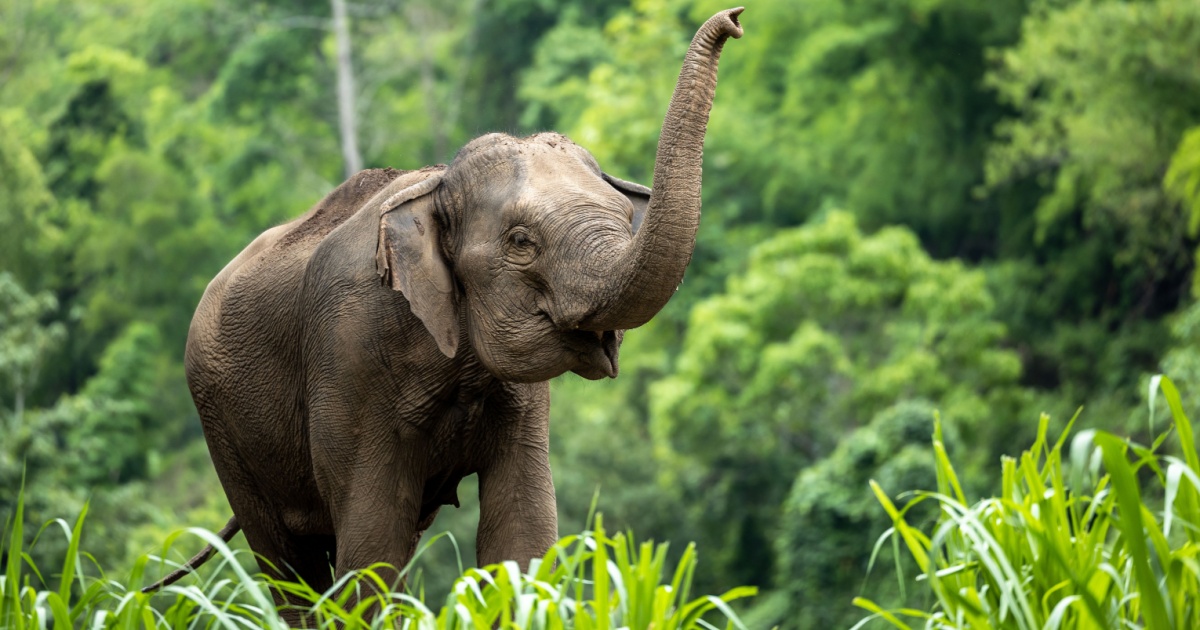 30 Smartest Animals In The World