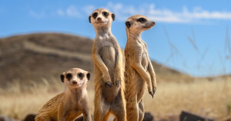 30 Smartest Animals In The World