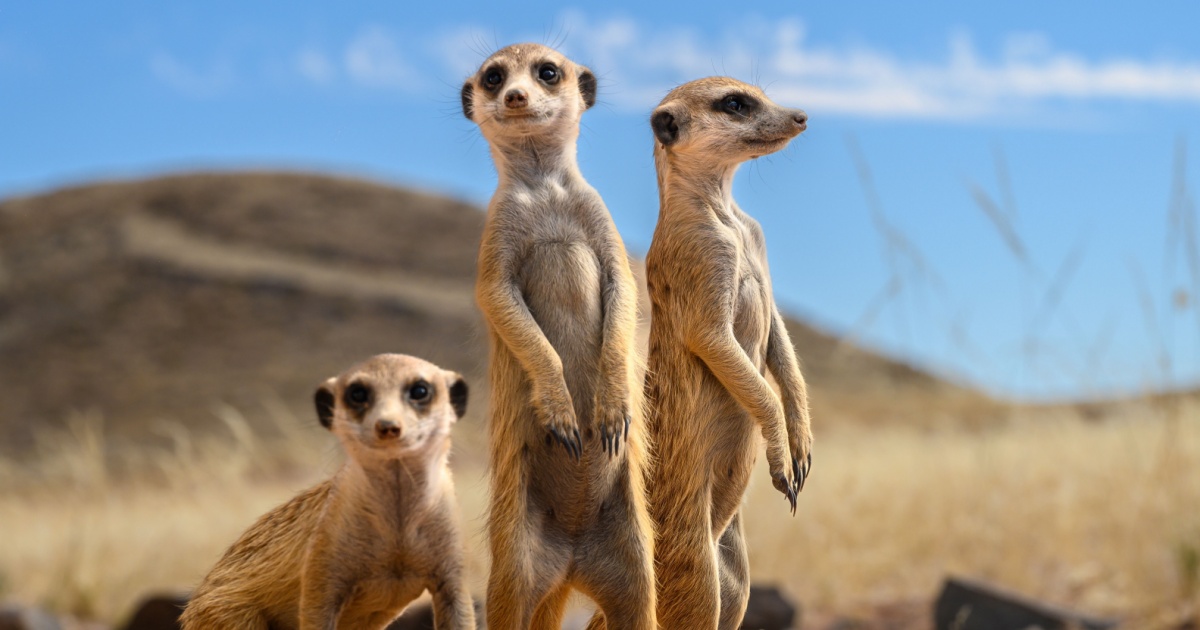 30 Smartest Animals In The World