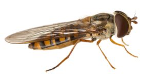 5 Helpful Insects You Shouldn't Kill