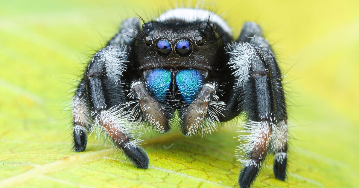 30 Smartest Animals In The World