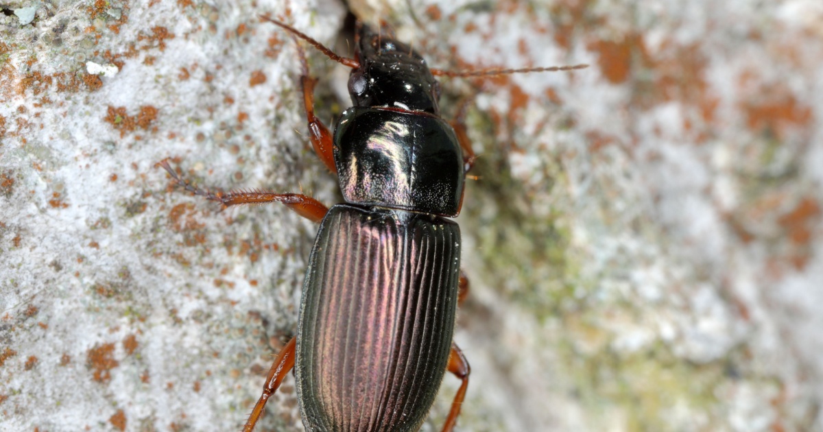 5 Helpful Insects You Shouldn't Kill