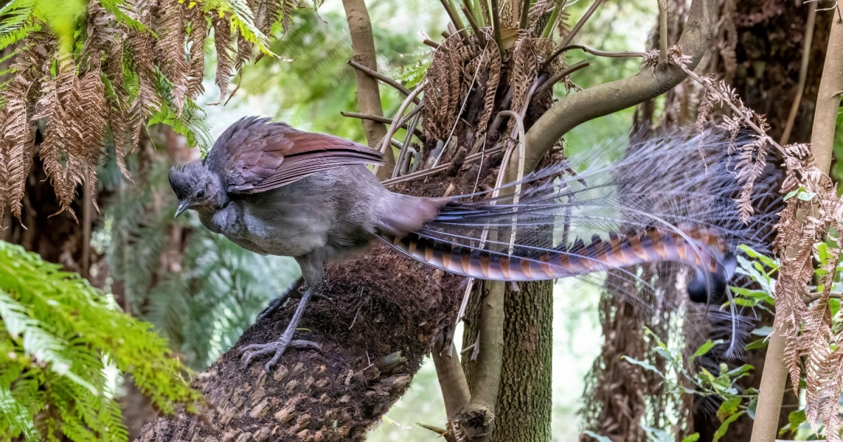 30 Smartest Animals In The World