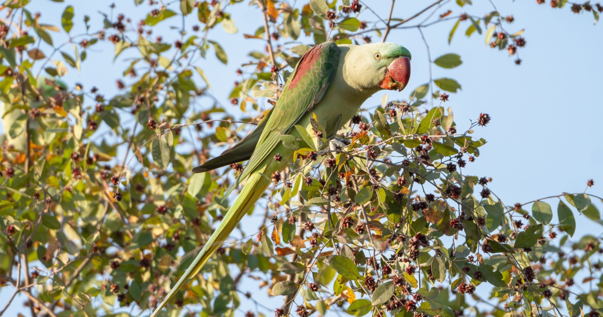 30 Smartest Animals In The World