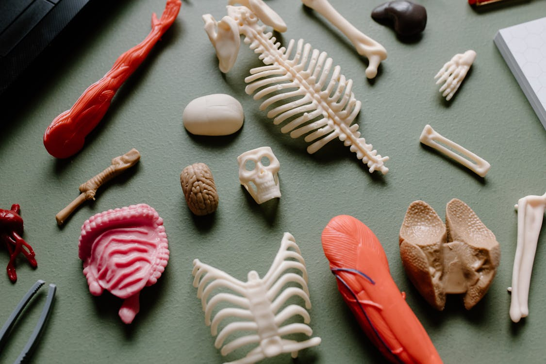 Human Bones Are Getting More Brittle. The reason is not what you think ...