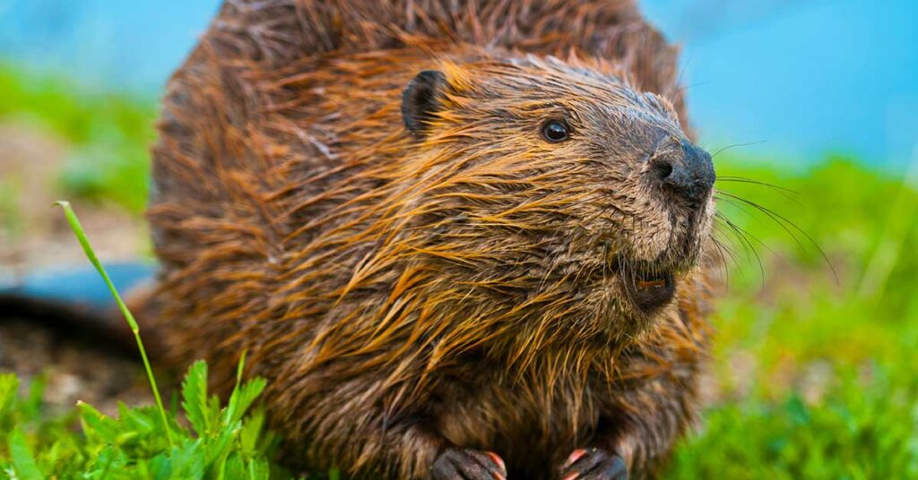 You May Have Consumed This Beaver Sac Excretion Without Knowing