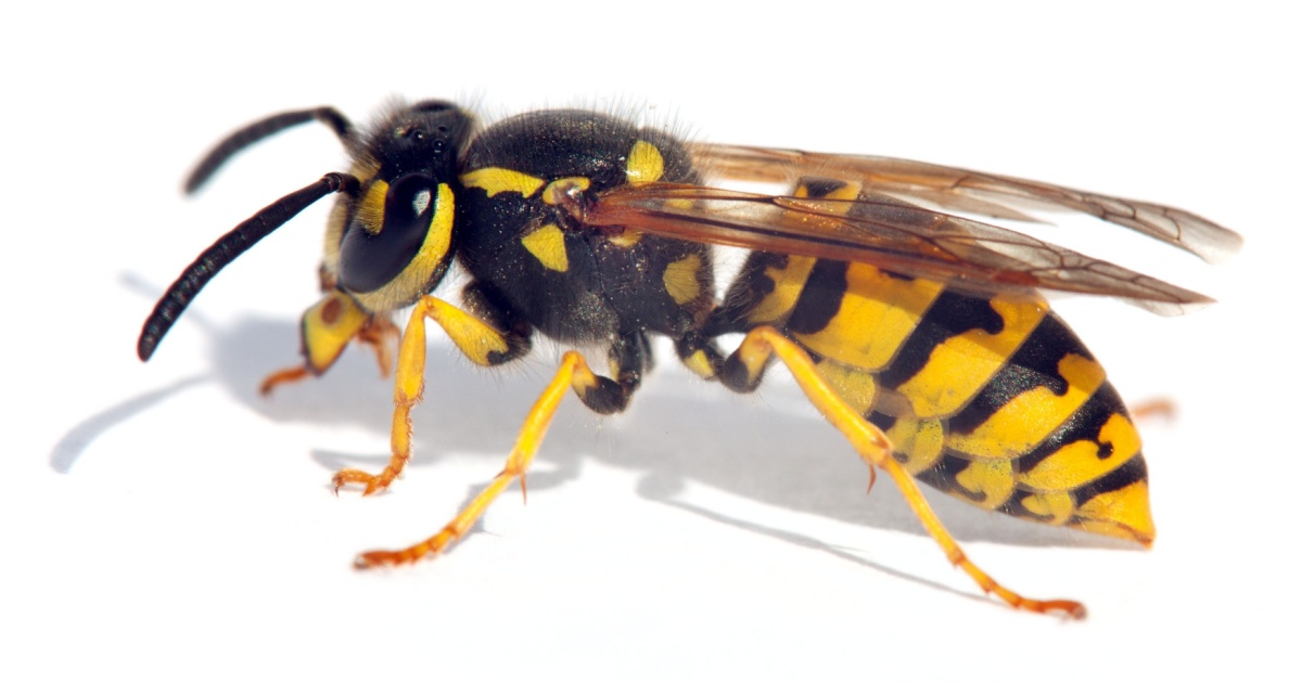 How to Keep Bugs Out of Your House this Summer (8 Natural Methods)
