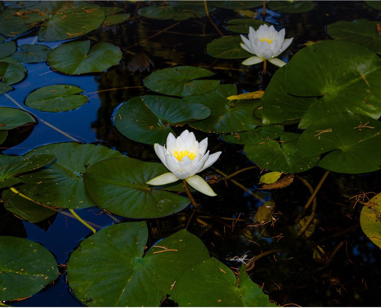 17 Night Blooming Flowers to Create a Magical Moon Garden