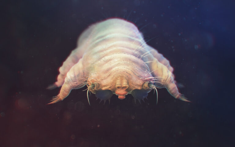 Face Mites Live in Your Pores, Eat Your Grease and Mate on Your Face ...