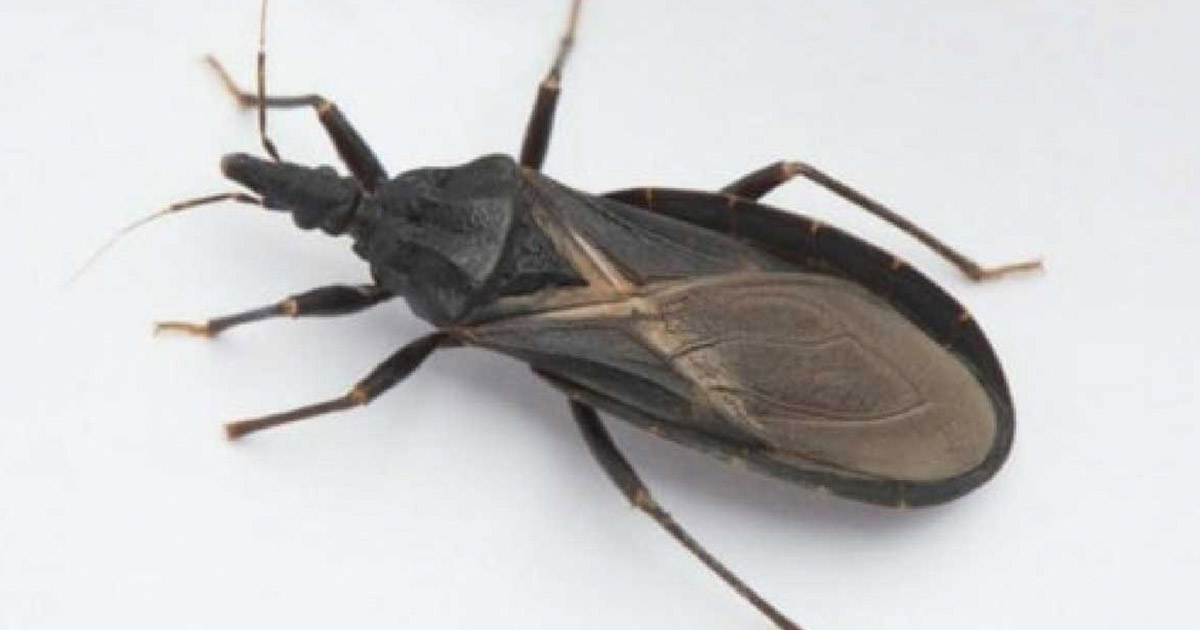 What To Do If Bitten By An Assassin Bug