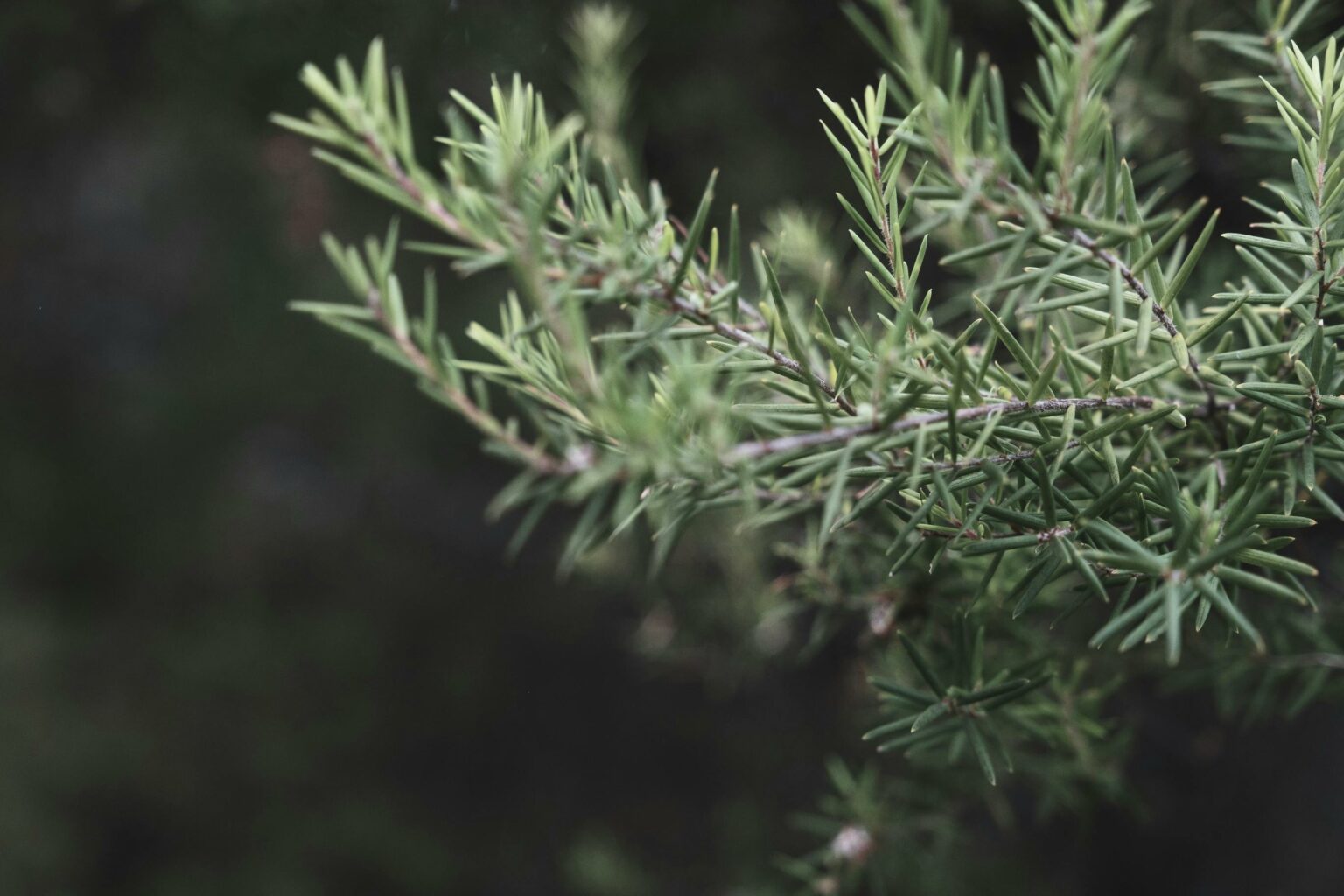 6 Medicinal Trees You Can Grow In Your Yard