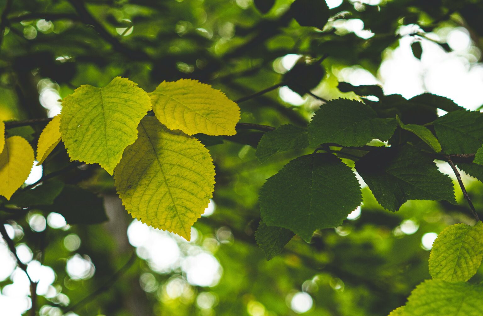 6 Medicinal Trees You Can Grow In Your Yard
