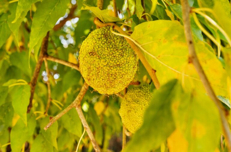 What Are Hedge Apples?