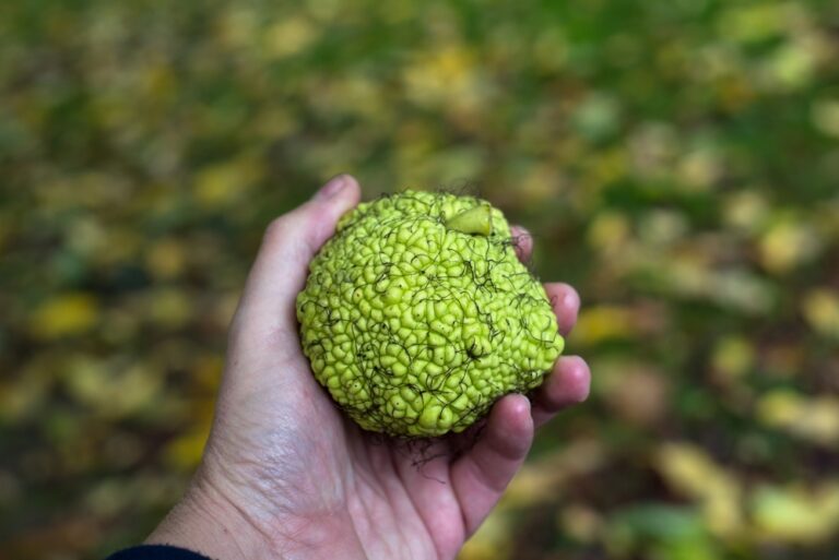 What Are Hedge Apples?