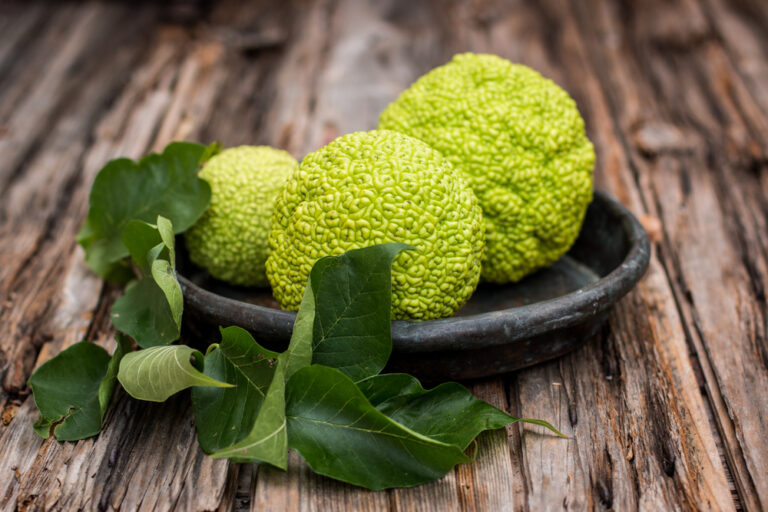 What Are Hedge Apples?