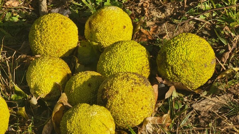 What Are Hedge Apples?