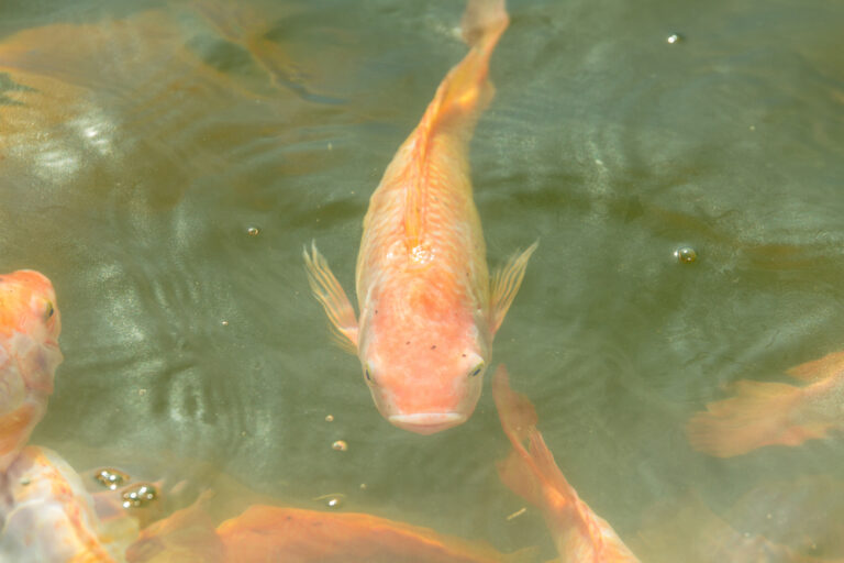 Koi Pla: Thai Doctors Warn Fish Dish Can Cause Liver Cancer : The ...