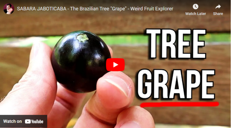 4 Health Benefits of Jaboticaba Fruit : The Hearty Soul