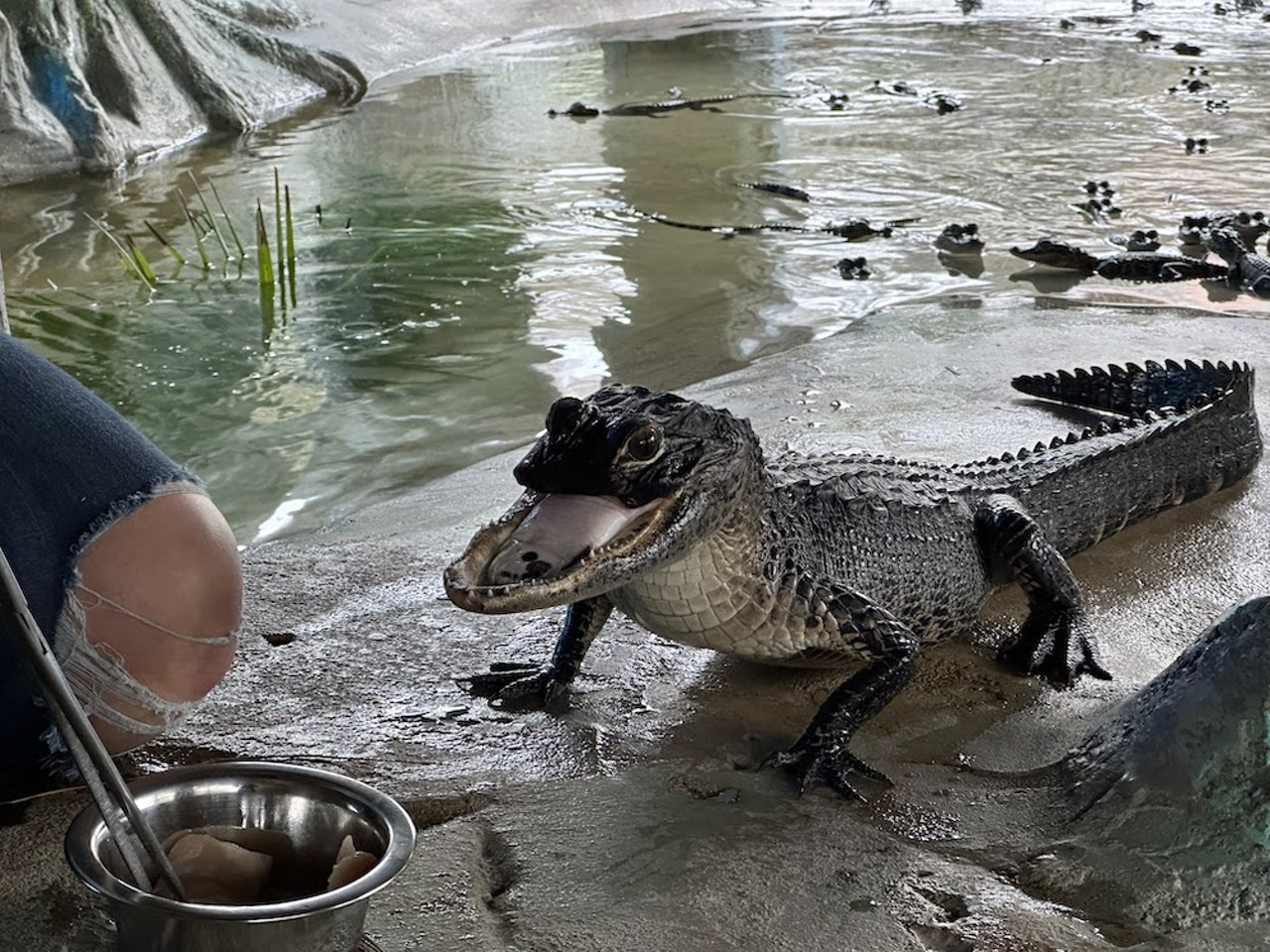 Alligator Spotted With Missing Top Jaw Has People Confused