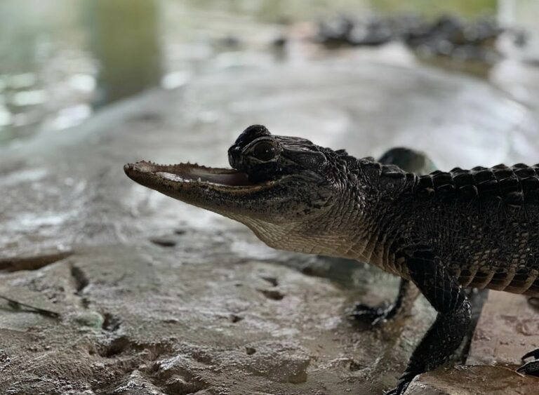 Alligator Spotted With Missing Top Jaw Has People Confused