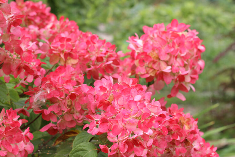 How to Change the Color of Hydrangeas