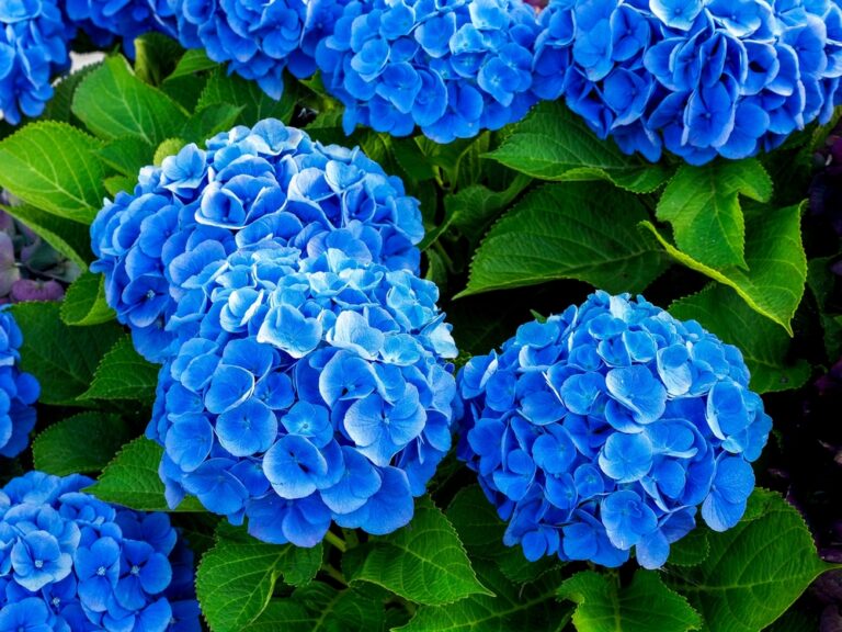 How to Change the Color of Hydrangeas