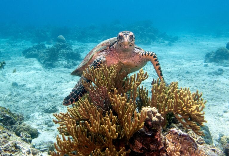 Everything you need to know about the glowing Sea Turtle