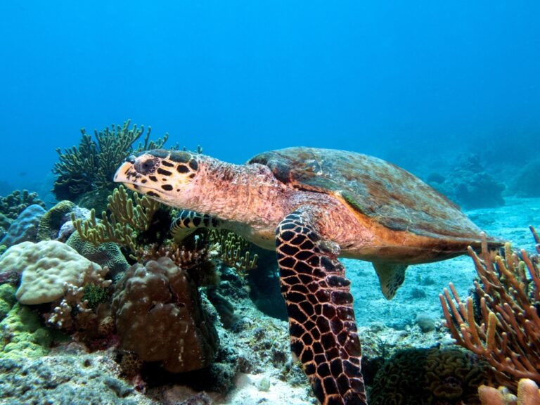 Everything you need to know about the glowing Sea Turtle